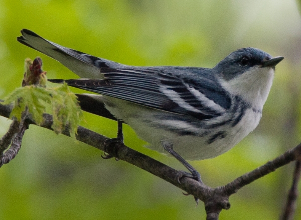 Bird Habitats Infographic: Northeast