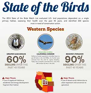 Download Bird Conservation Infographics