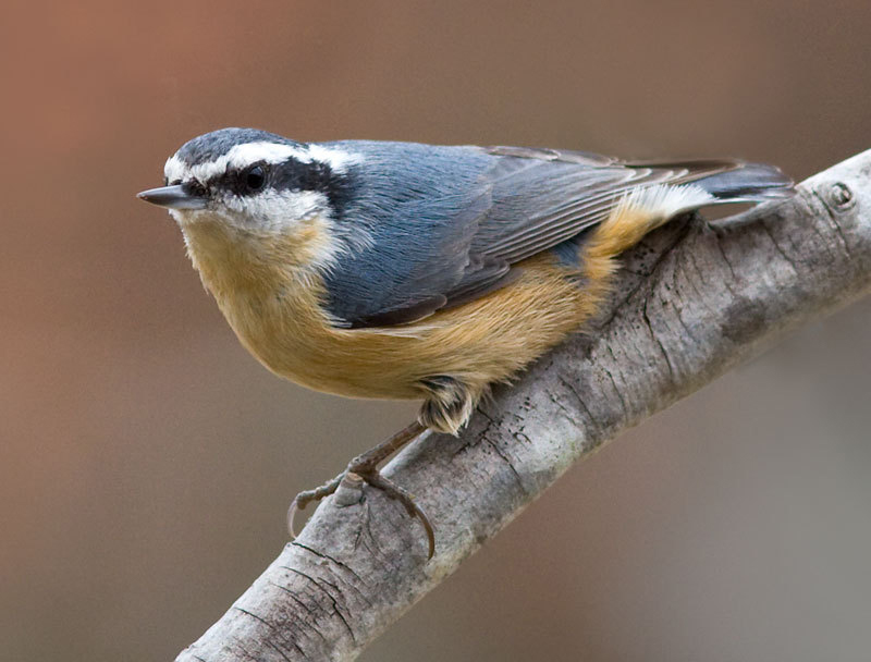 All About Birds: Red-breasted Nuthatch