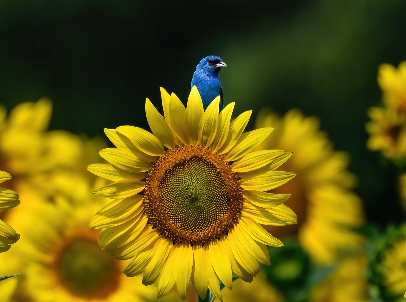 Wild Birds Unlimited Birdspotter Photo Contest 2025 winners
