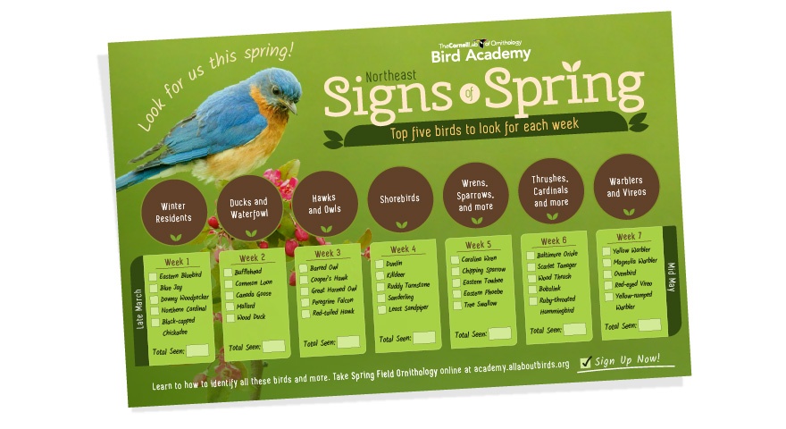 Download Spring Migration Timetable Poster