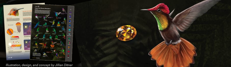 Download A Gorgeous Hummingbird Poster