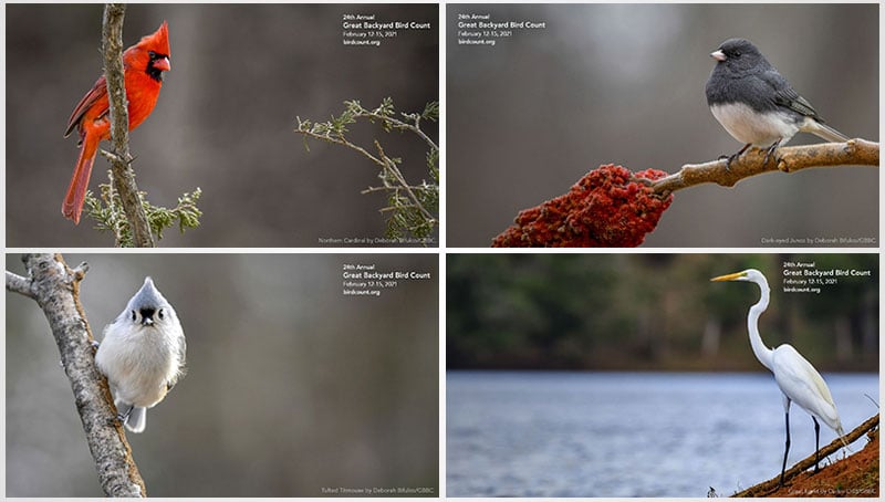 Get Beautiful Bird Photos for Zoom Meetings and Phones