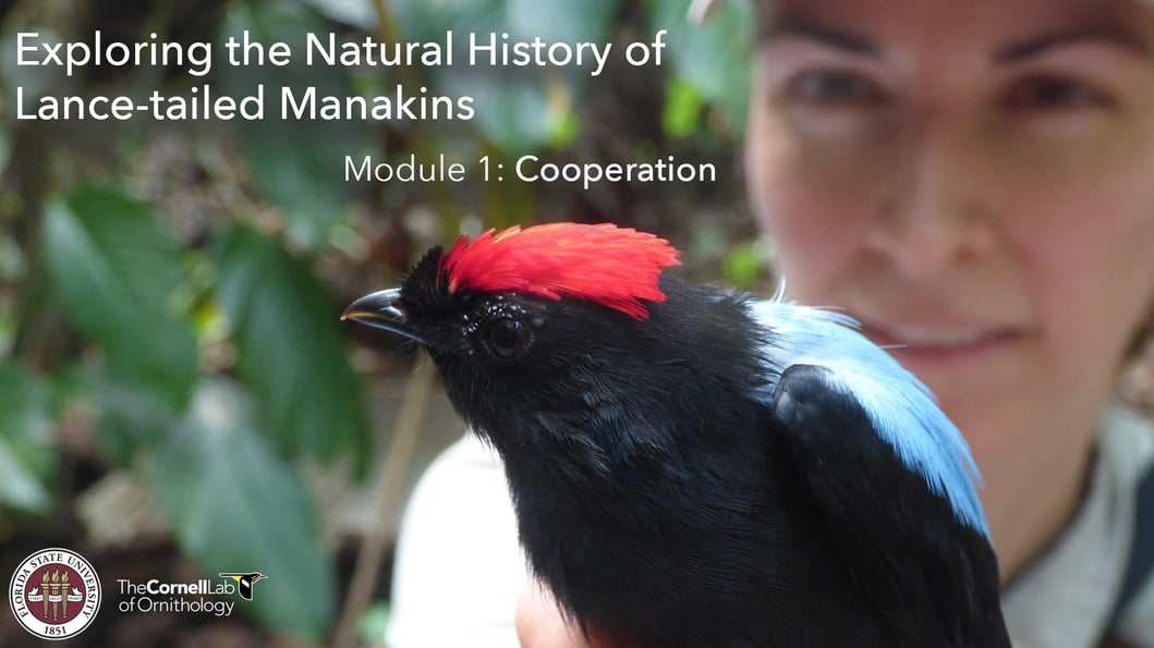 Lance-tailed Manakin Module 1 — Evolution 2017 Meetings — DuVal et al.