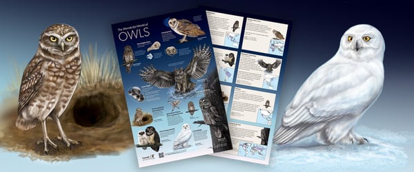 Free owl poster from the Cornell Lab of Ornithology