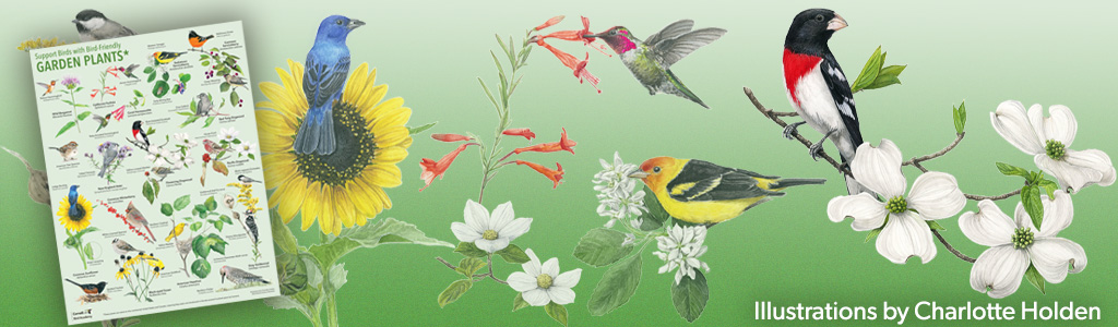 Bird-Friendly Plants Poster from the Cornell Lab of Ornithology