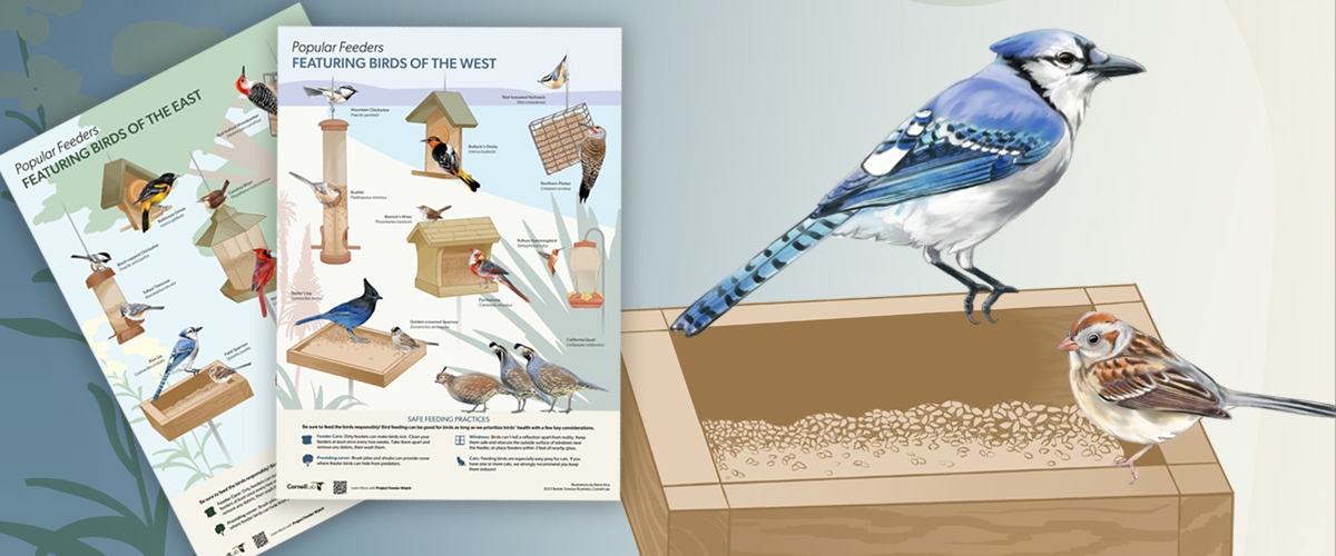 Popular Feeders Poster Download