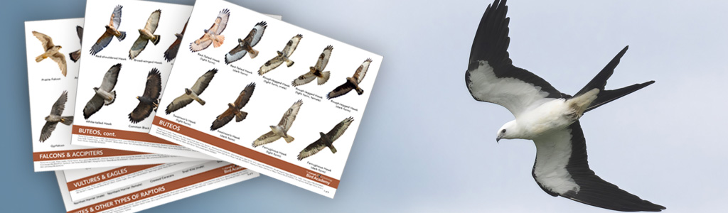 Free Raptor ID Guide PDF