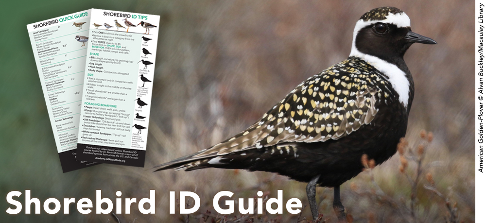 Download Our Shorebird ID Guide