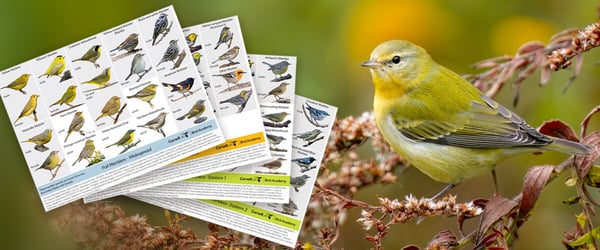Download Reference Sheets for Fall Warbler ID