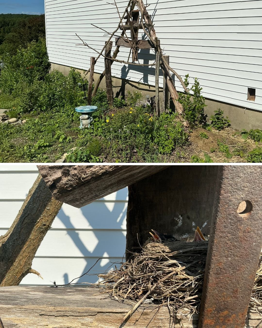 Garden for Birds Photos
