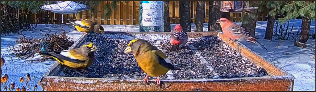 Bird Feeder Watch Party Live Stream Registration