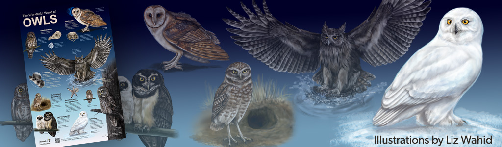 Free owl poster from the Cornell Lab of Ornithology