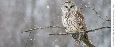 Free Owl Sounds from the Cornell Lab of Ornithology