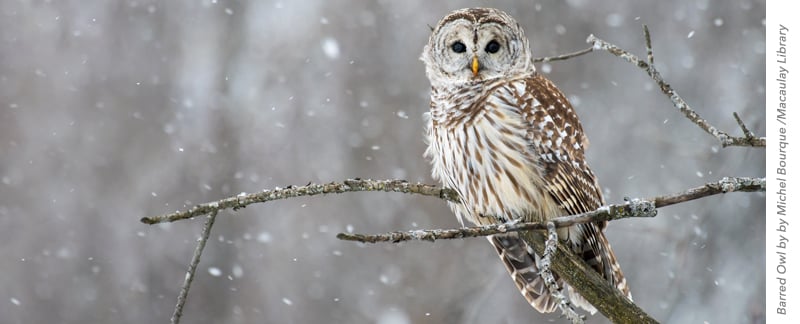 Free Owl Sounds from the Cornell Lab of Ornithology