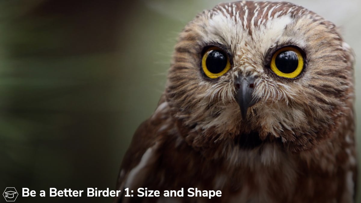 Learn Bird ID Basics With a Free Course