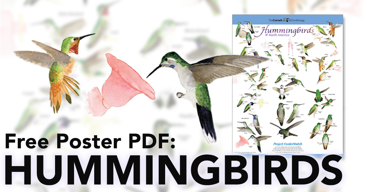 Hummingbirds of the U.S. and Canada Downloadable Poster