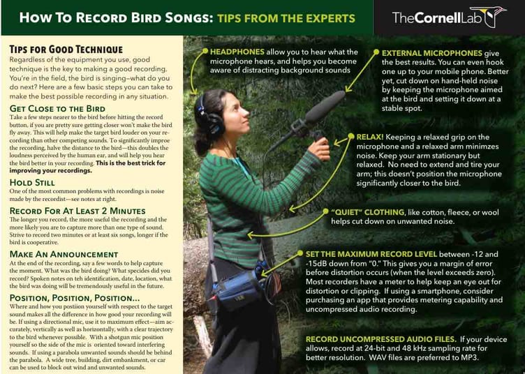 How To Record Bird Songs