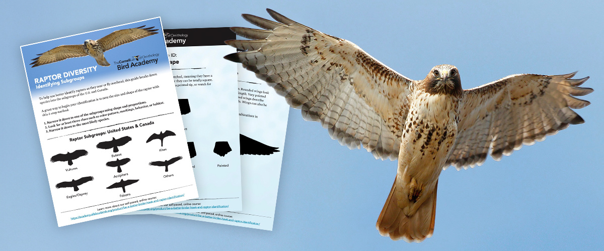 Learn Raptor Families With a Free PDF
