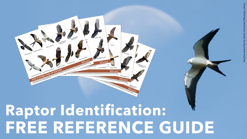 Download Our Free Raptor Reference Guide