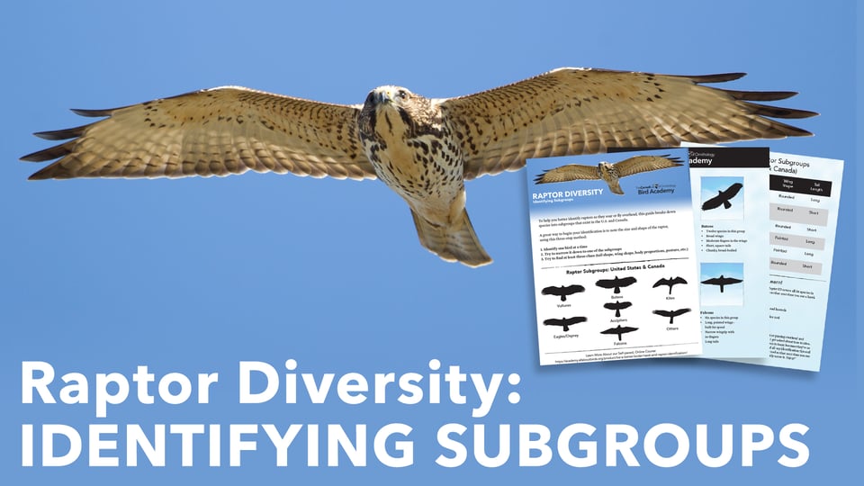 Download Our Free Raptor ID PDF