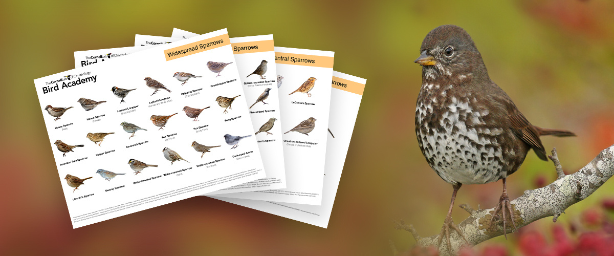Download Reference Sheets for Sparrow ID