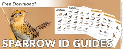 Free Sparrow Identification Guide from the Cornell Lab of Ornithology