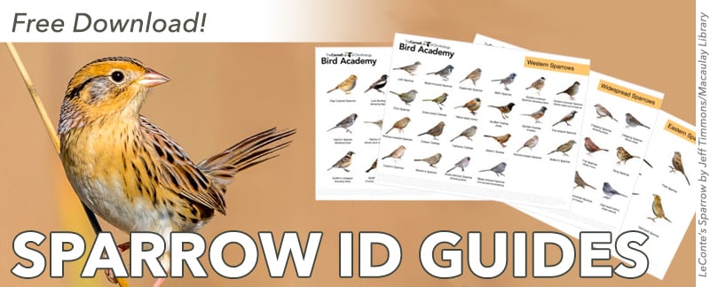 Free Sparrow Identification Guide from the Cornell Lab of Ornithology