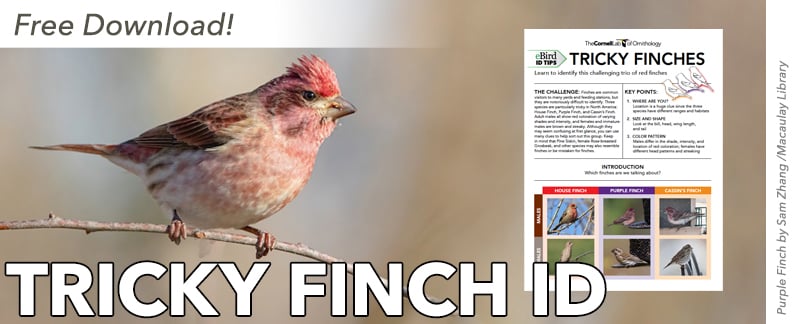 Download Our Tricky Finch ID Guide