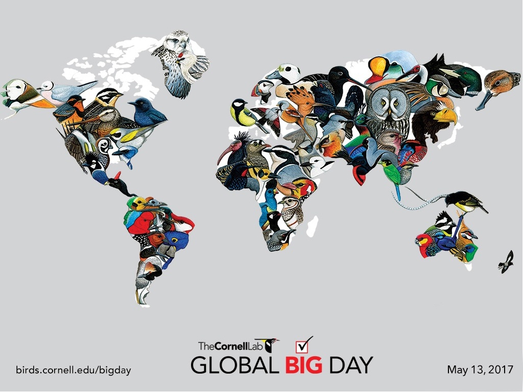 Global Big Day map digital wallpaper from the Cornell Lab