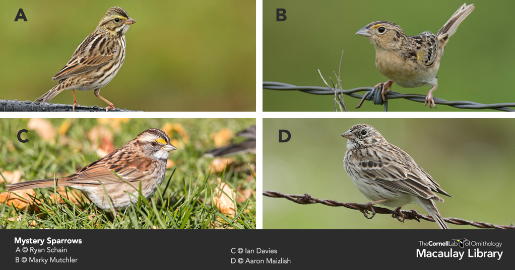 Sparrow Identification: How to ID a White-throated Sparrow